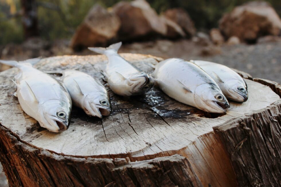 Oregon’s Fishing Regulations Explained: What Every Angler Should Know